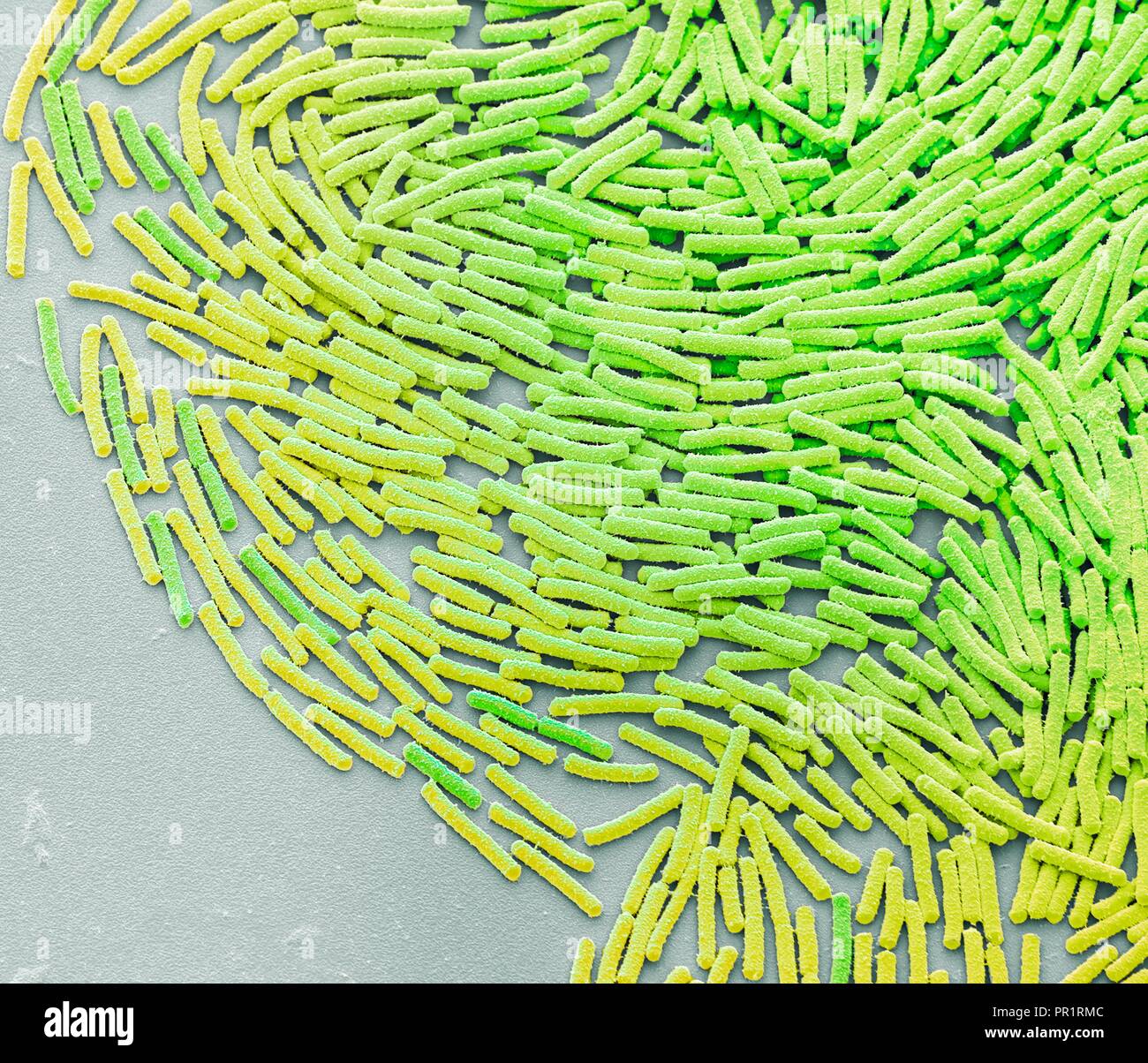 Soil Microbe High Resolution Stock Photography and Images - Alamy
