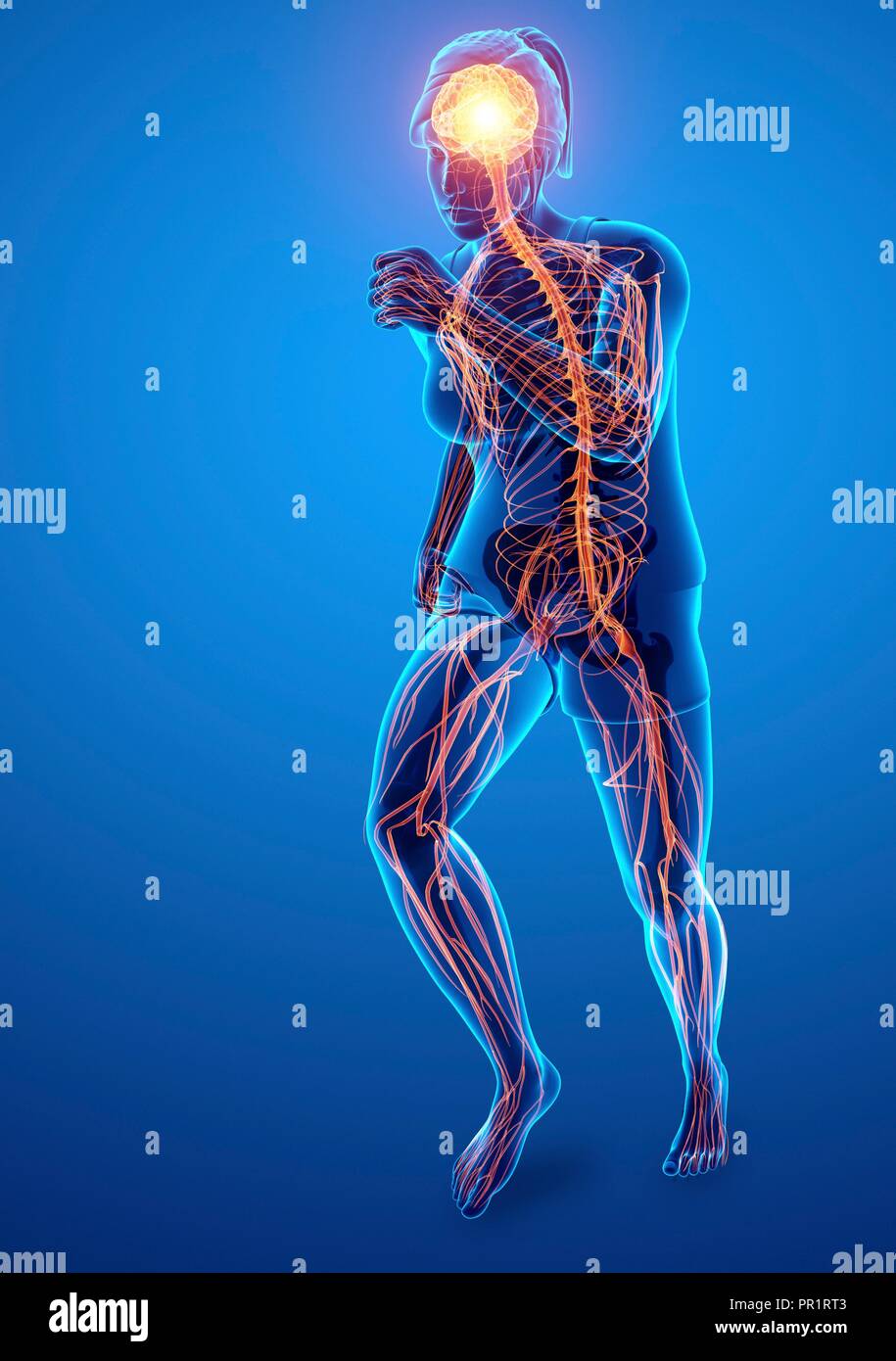Nervous system, computer illustration Stock Photo - Alamy
