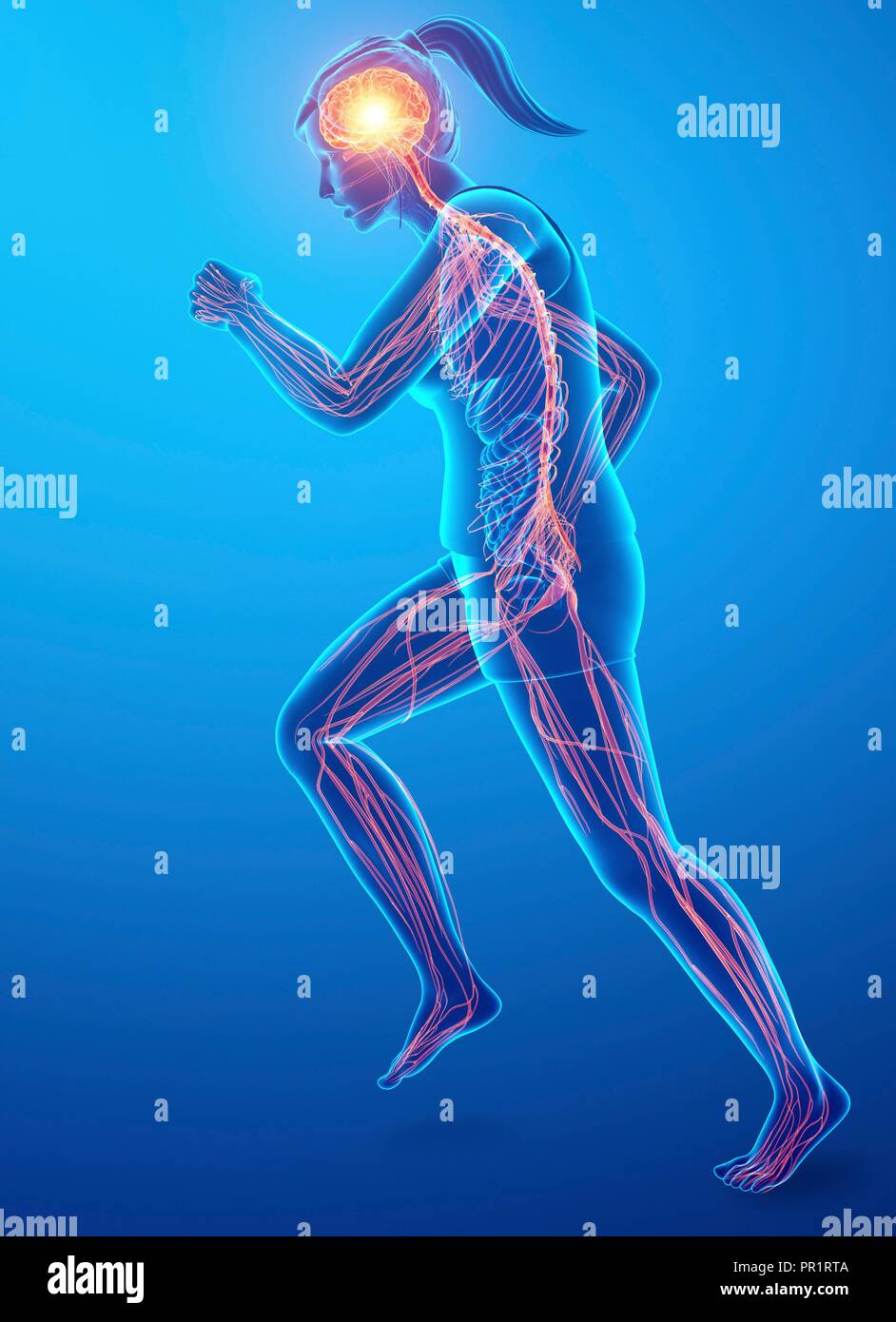 Nervous system, computer illustration Stock Photo - Alamy