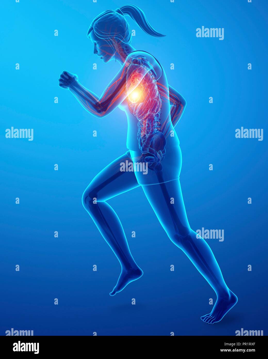 Woman with chest pain, computer illustration Stock Photo - Alamy