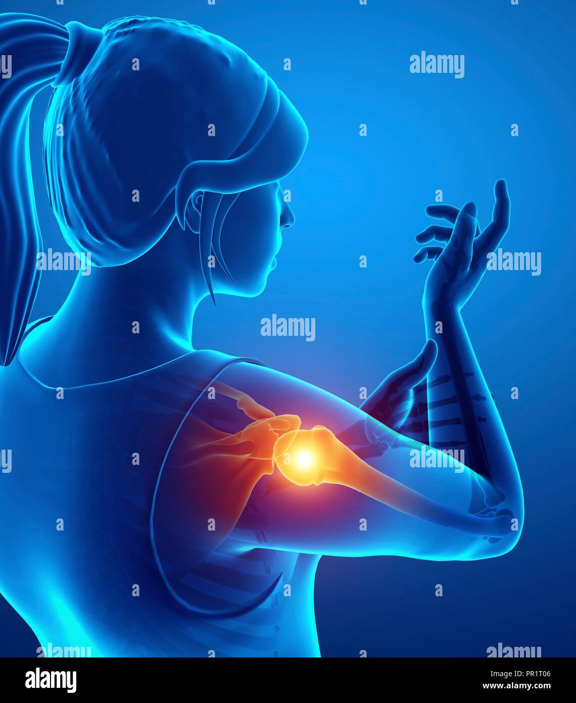 Human anatomy shoulder computer image hi-res stock photography and ...