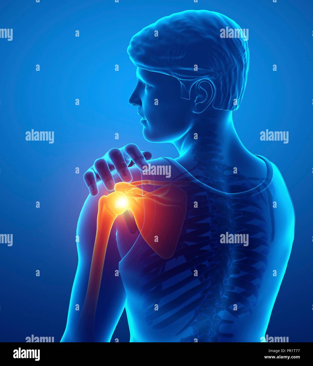 Human anatomy shoulder computer image hi-res stock photography and ...