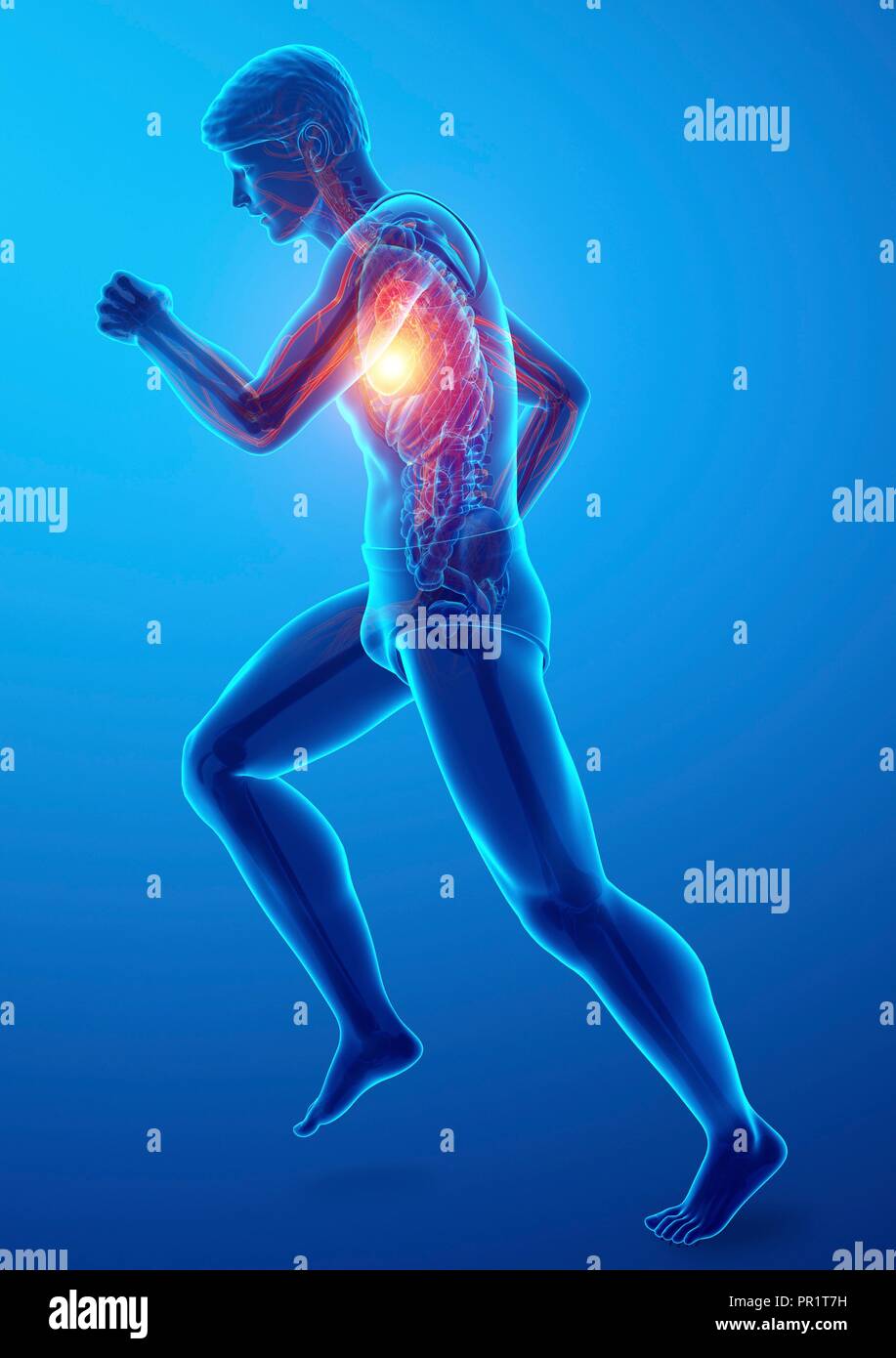 Man with chest pain, computer illustration Stock Photo - Alamy