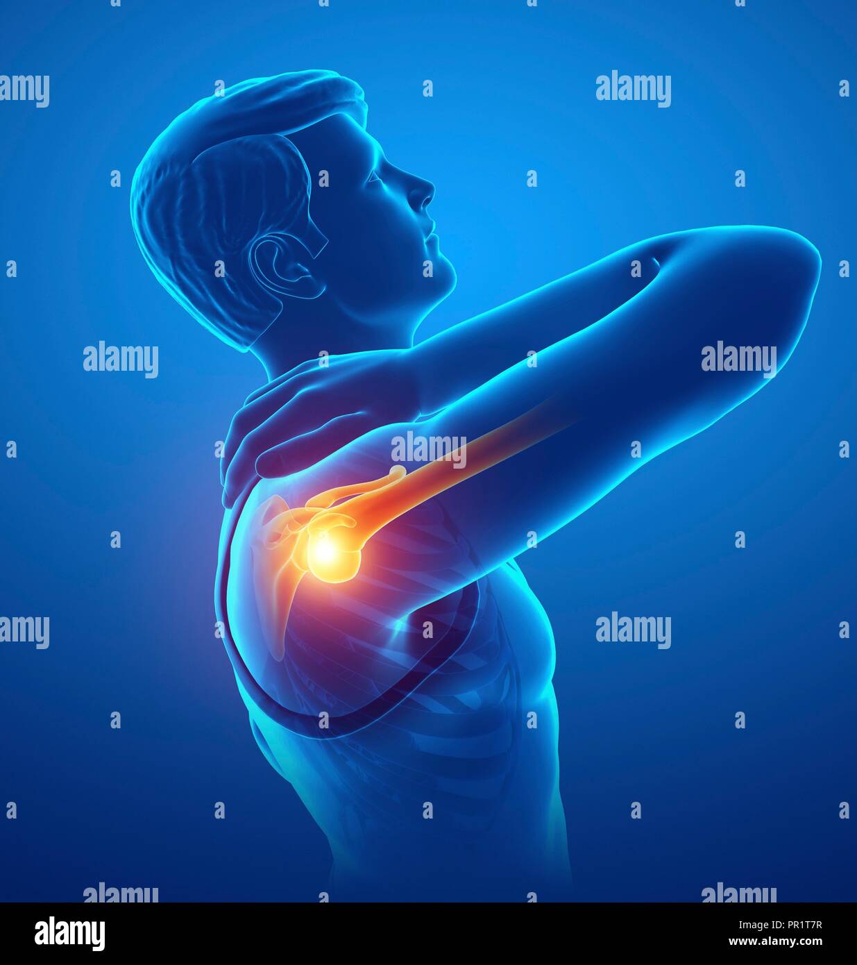 Human anatomy shoulder computer image hi-res stock photography and ...