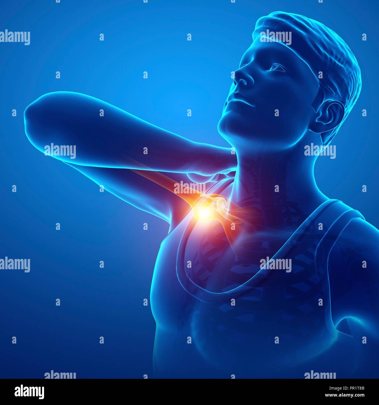 Human anatomy shoulder computer image hi-res stock photography and ...