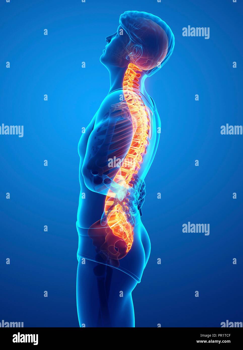 Human spine bone man side view hi-res stock photography and images - Alamy