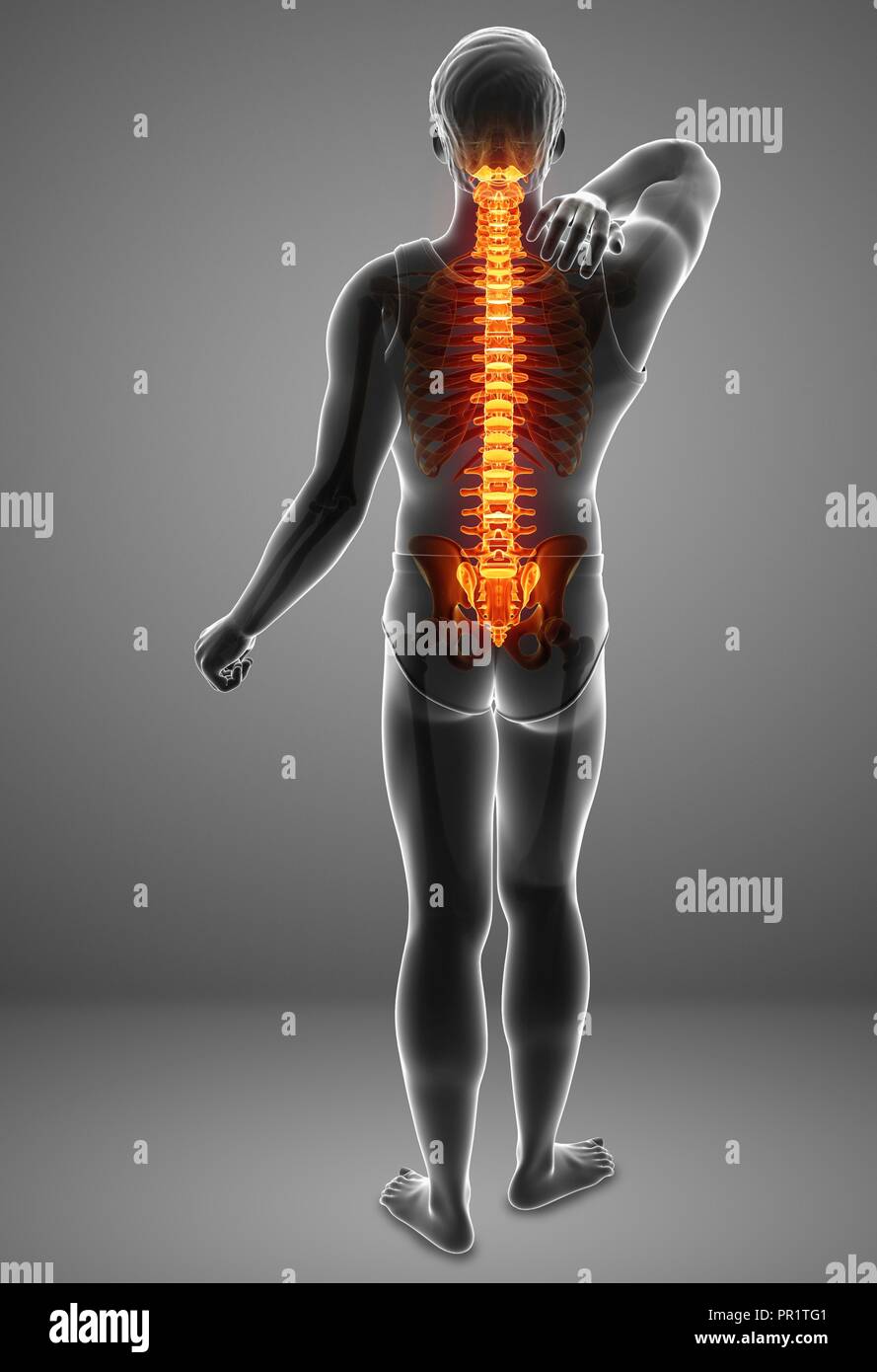 Man with back pain, computer illustration Stock Photo - Alamy