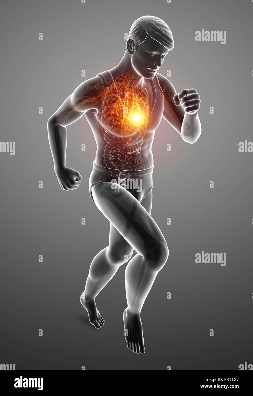 Man with chest pain, computer illustration Stock Photo - Alamy