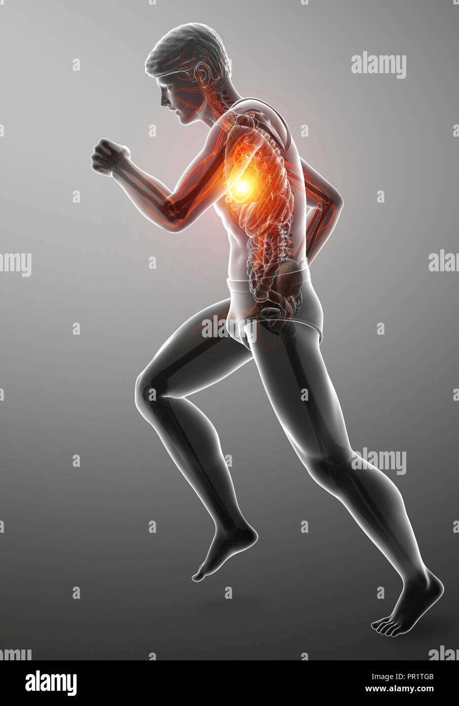 Man with chest pain, computer illustration Stock Photo - Alamy