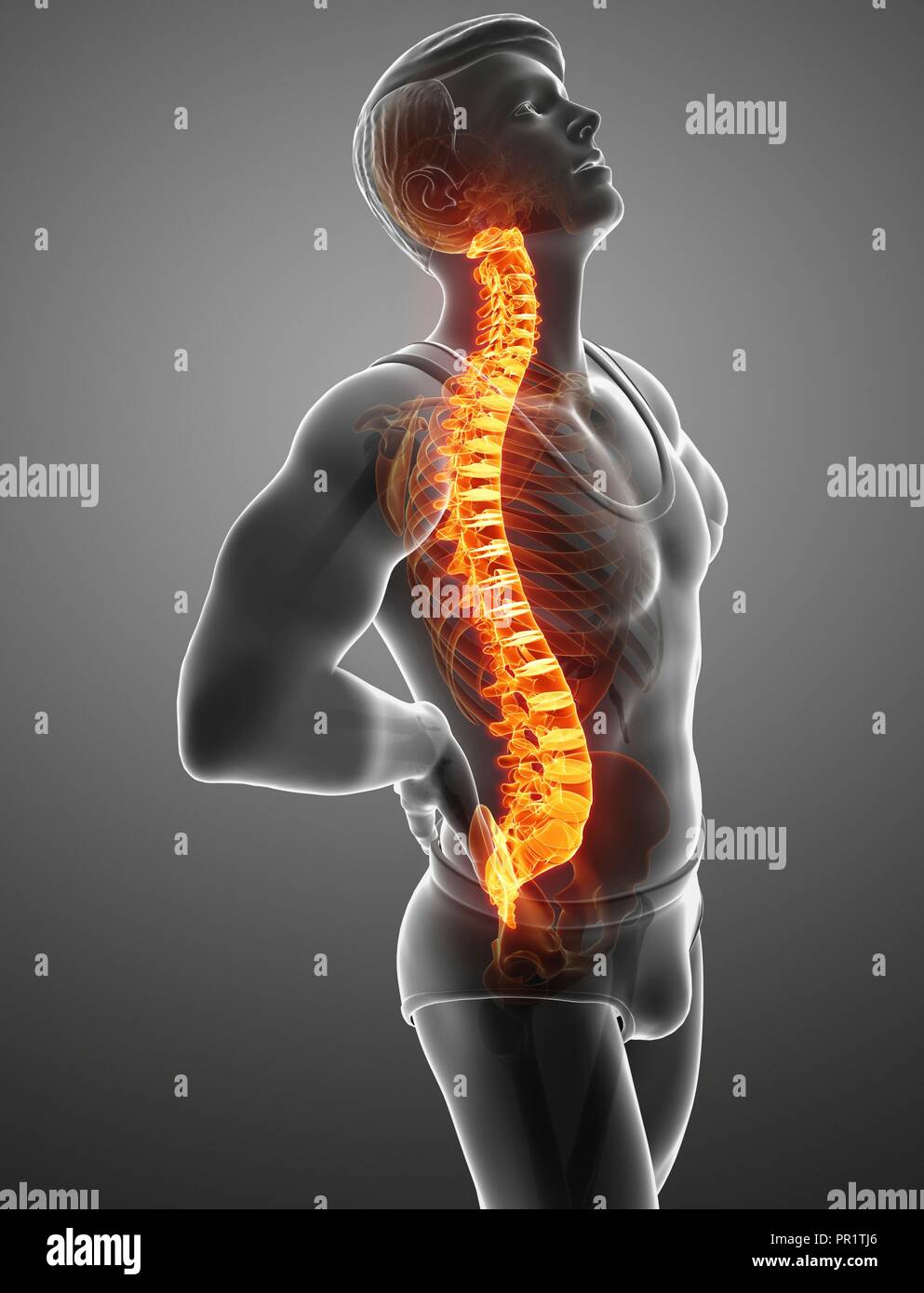 Man with back pain, computer illustration Stock Photo - Alamy