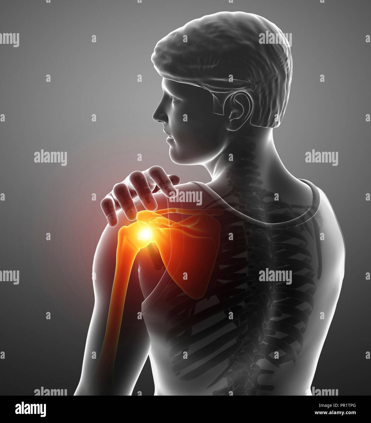 Human anatomy shoulder computer image hi-res stock photography and ...