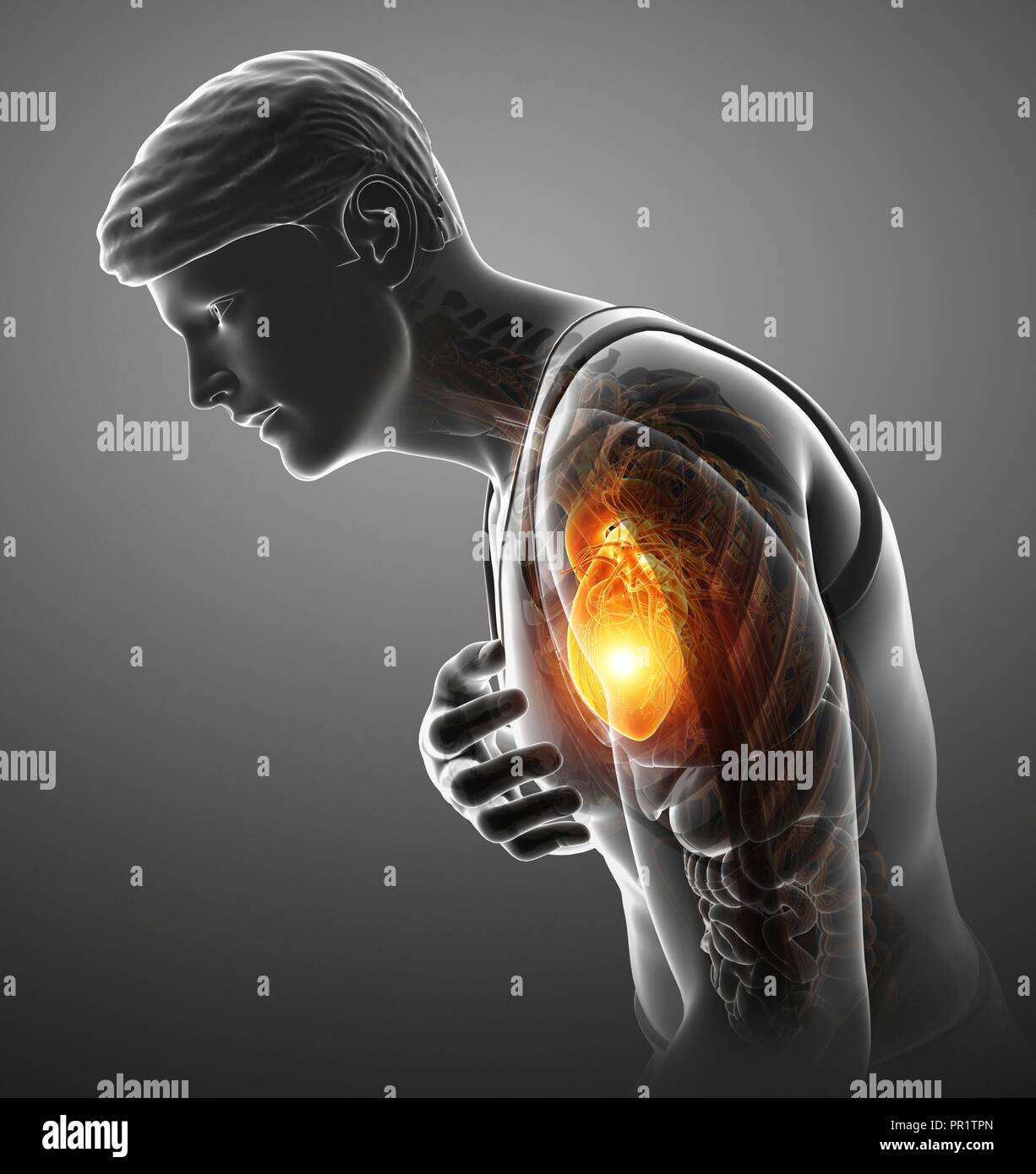 Man with chest pain, computer illustration Stock Photo - Alamy