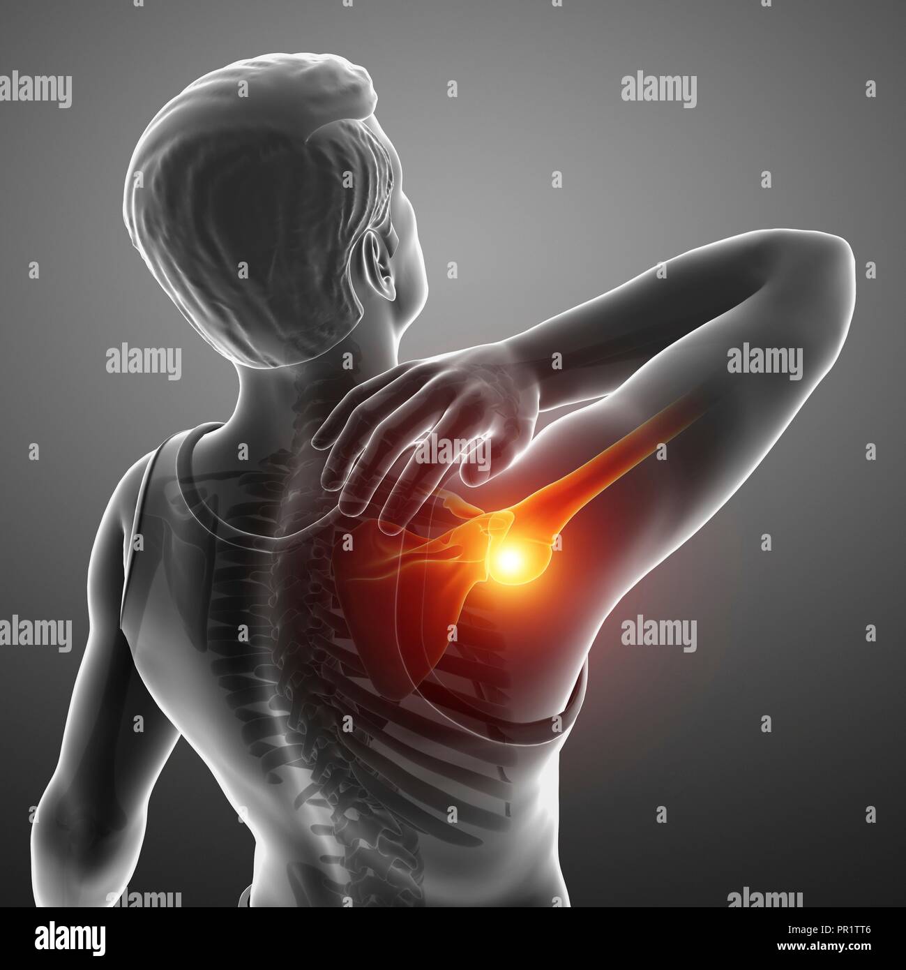 Human anatomy shoulder computer image hi-res stock photography and ...