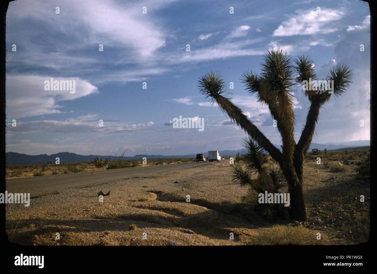 Desert, Road, Tree, Gravel, Mountains, 1955 Stock Photo - Alamy