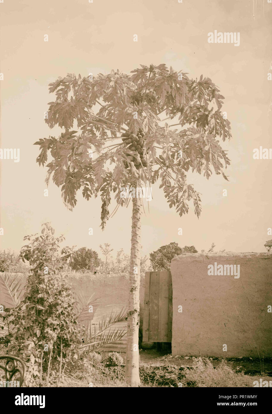 Papia tree in Jericho. 1898, West Bank, Jericho Stock Photo - Alamy