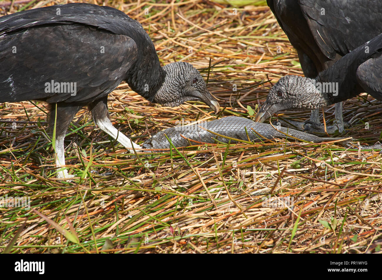 Fish and carrion hi-res stock photography and images - Alamy