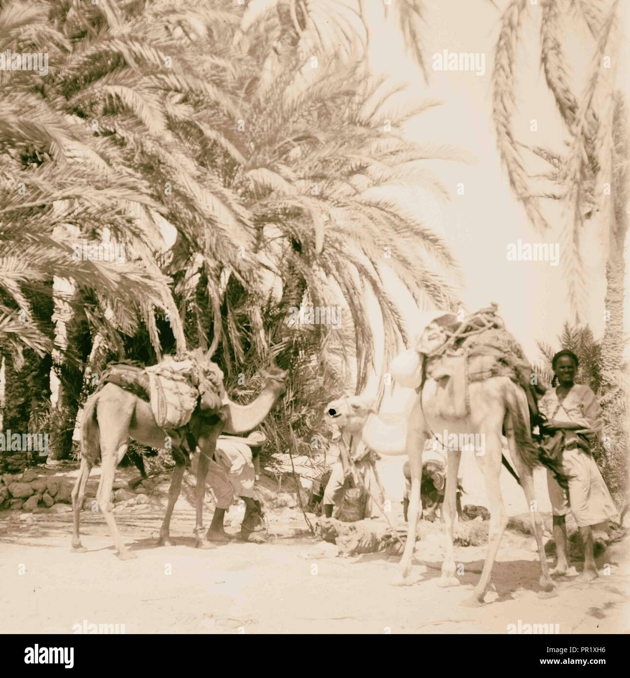 Sinai. 1898, Egypt, Sinai Stock Photo - Alamy