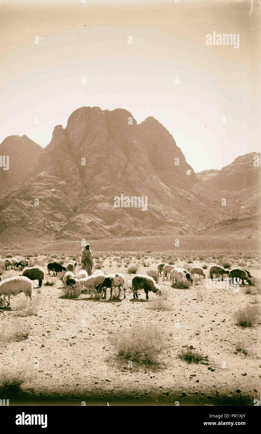 Sinai, shepherd and sheep. 1898, Egypt, Sinai Stock Photo - Alamy