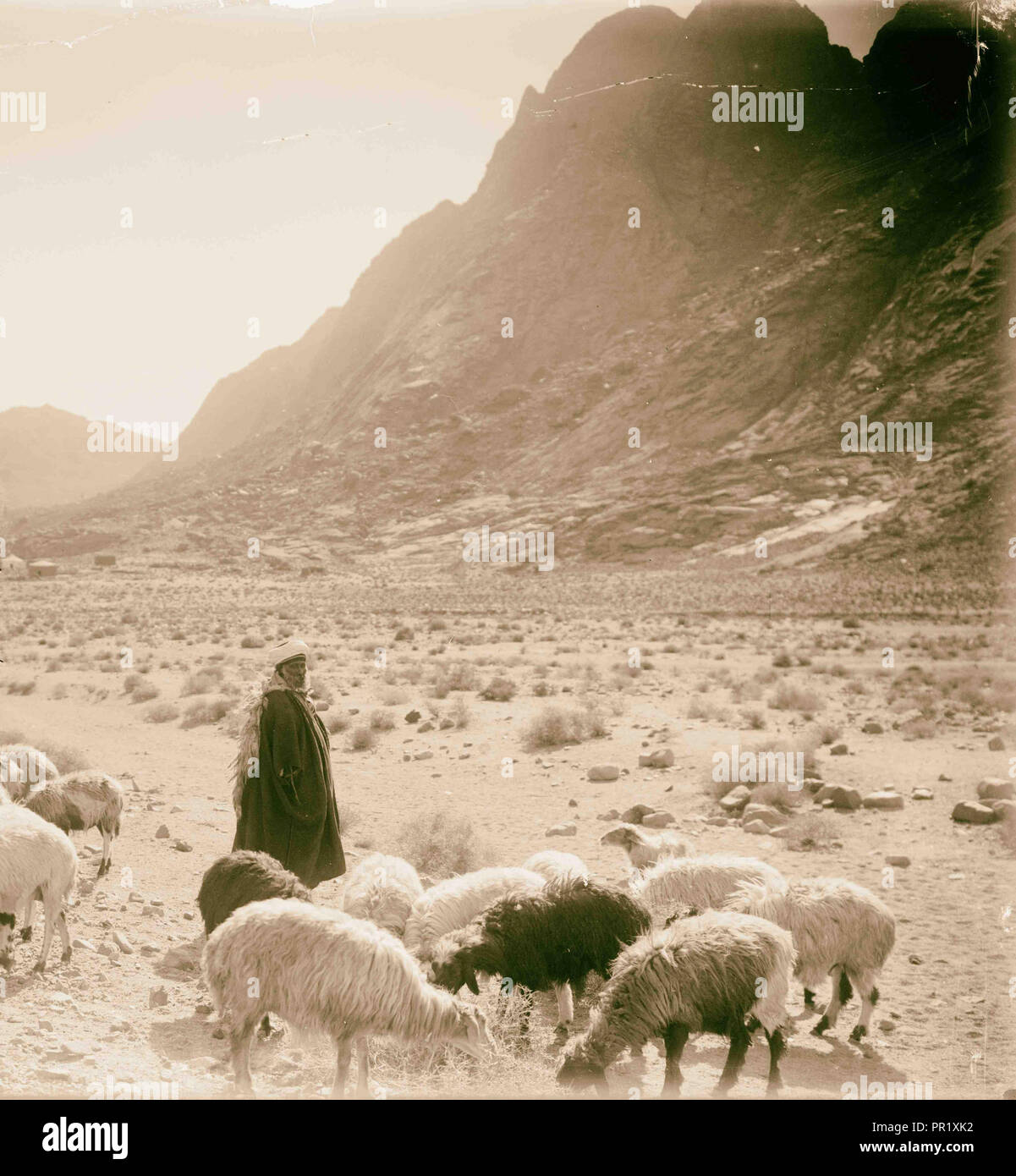 Egypt shepherd hi-res stock photography and images - Alamy