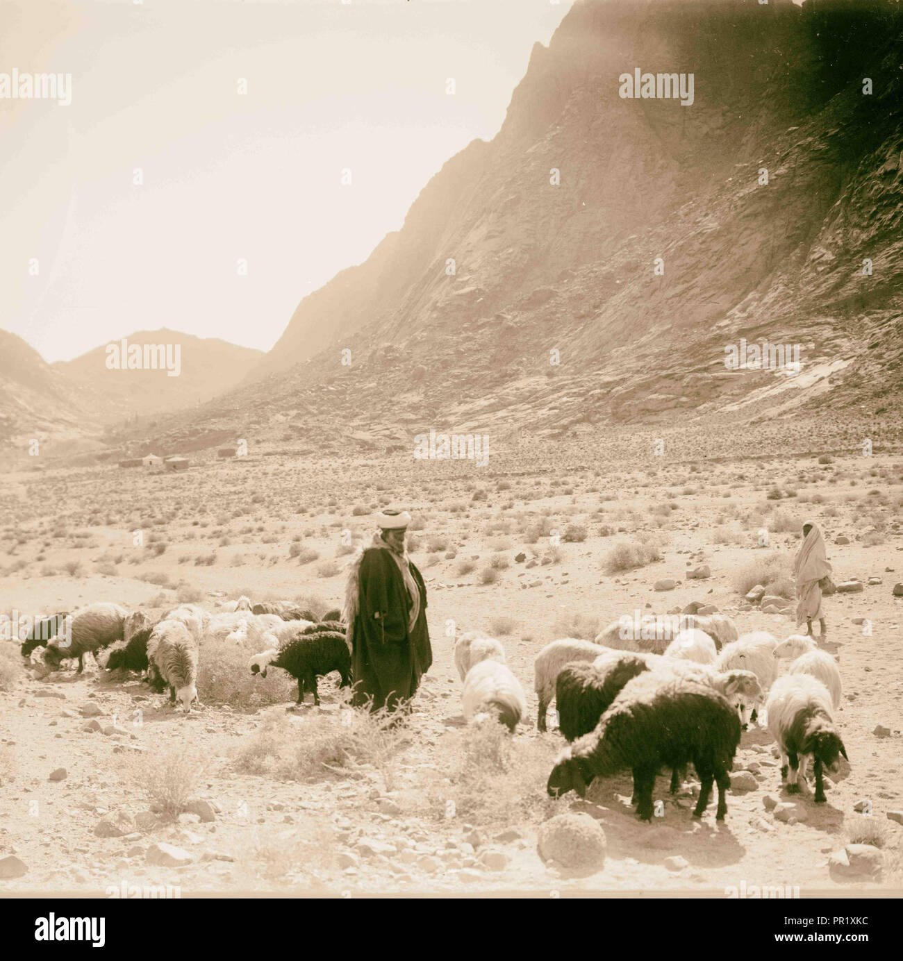 Shepherd w[ith] flocks in front of Mt. Horeb [Mt. Sinai]. 1898, Egypt ...