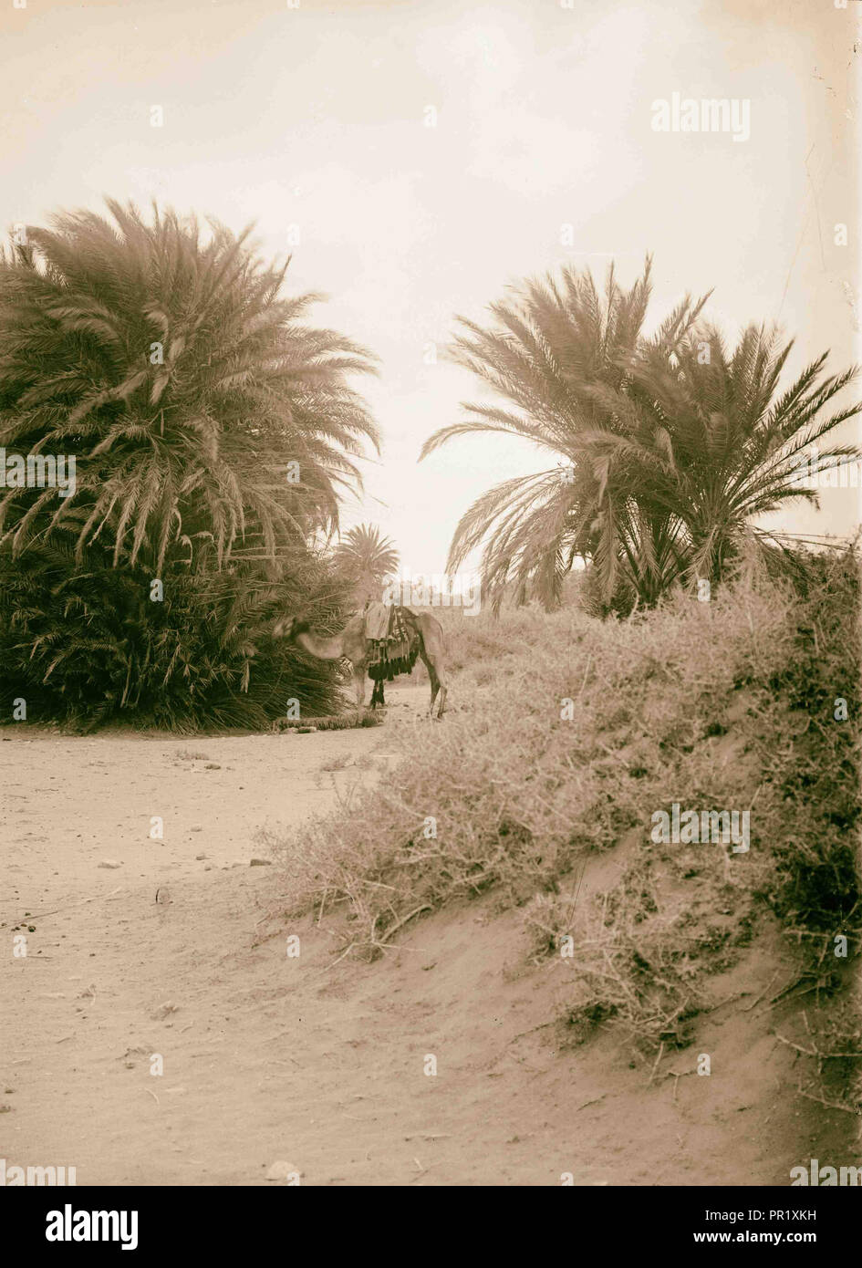 Near Mt. Sinai?. 1898, Egypt, Sinai Stock Photo - Alamy