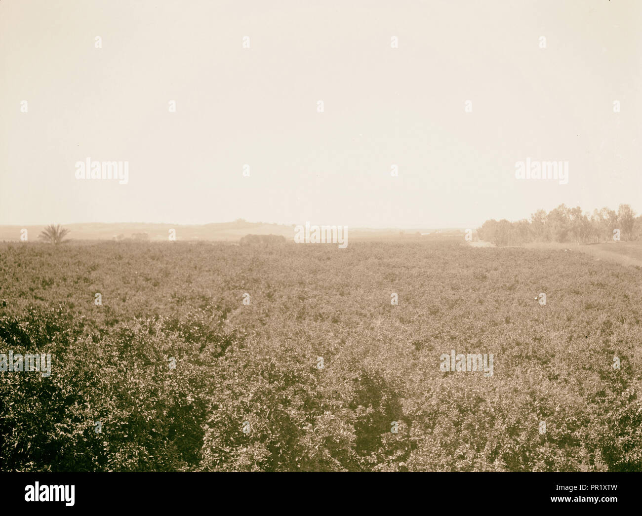 Orange groves?. 1925, Middle East, Israel and/or Palestine Stock Photo ...