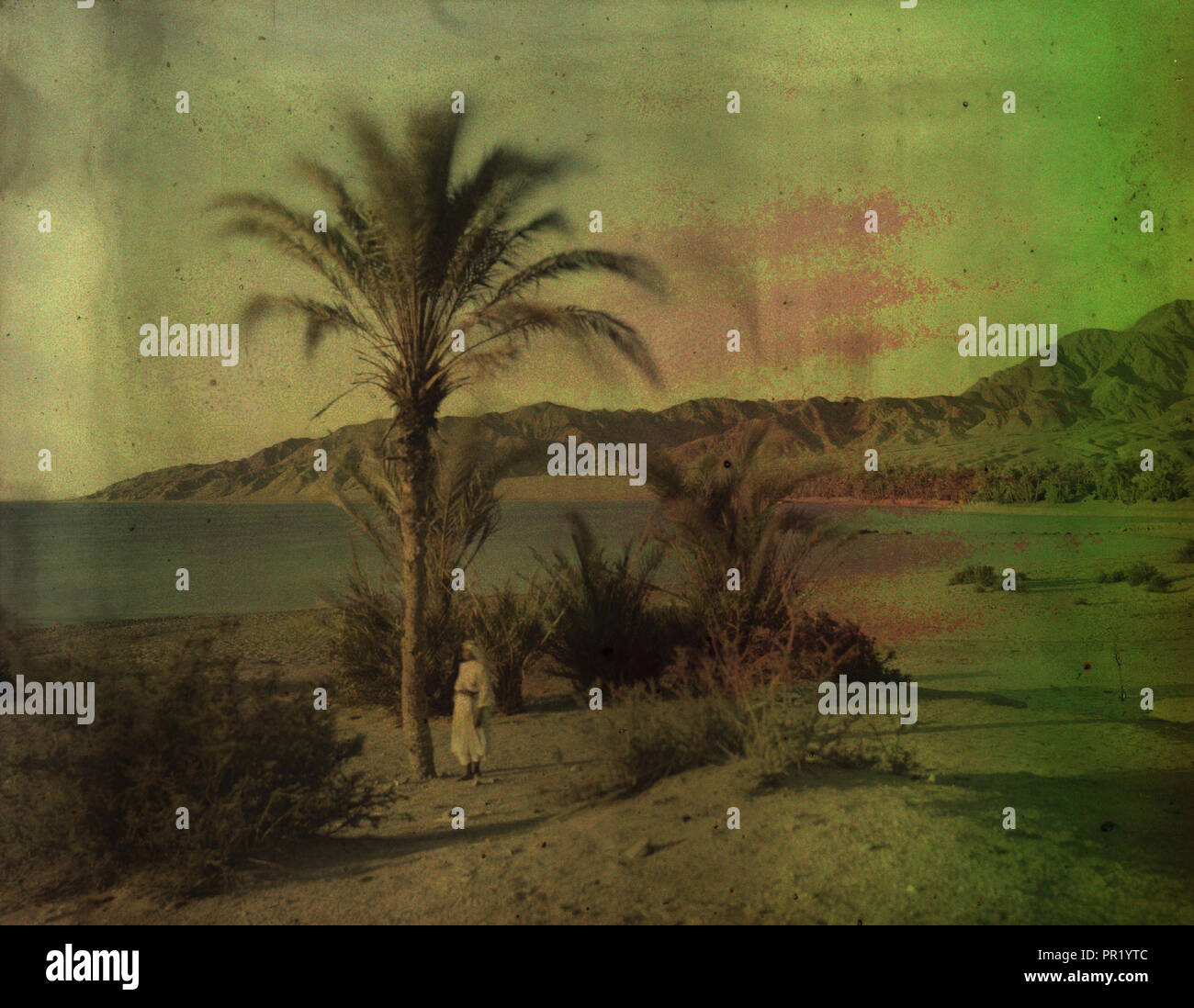 Arab & palm tree by water, Dead Sea?. 1932, Middle East, Israel and/or ...