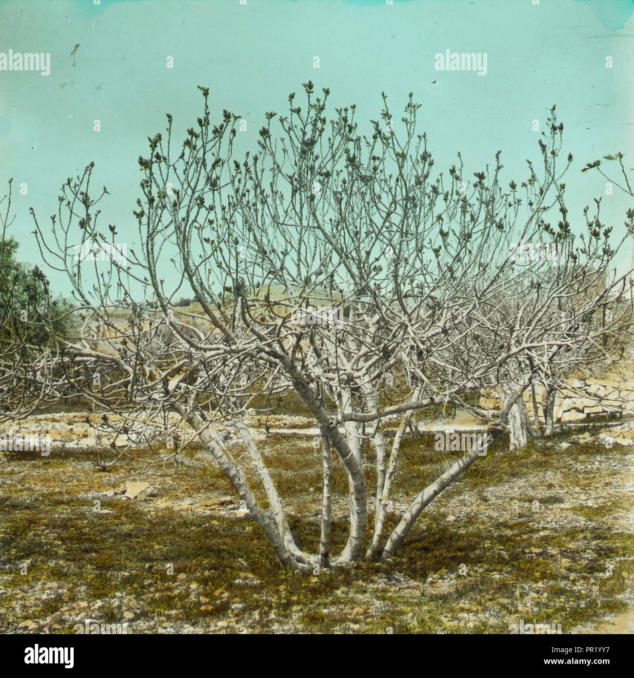 Trees and shrubs. Tree with first figs. (Ficus Carica L.) 1925, Middle ...