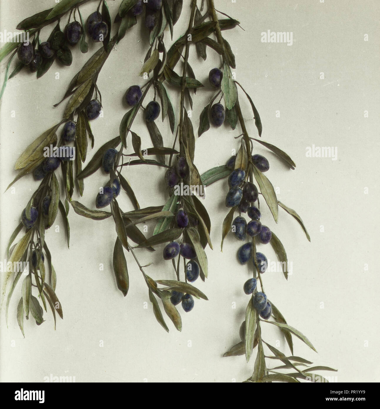 Trees and shrubs, Olive branch with olives. 1925, Middle East, Israel ...