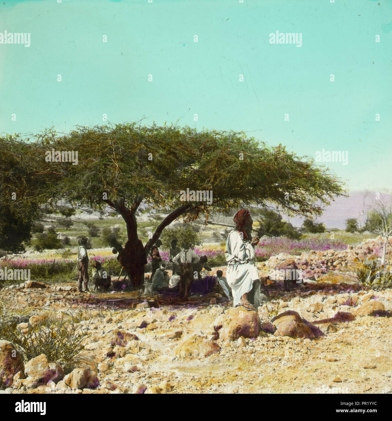 Trees and shrubs, Shittim tree at Engedi. (Ancacia Seyal Del.) 1925 ...