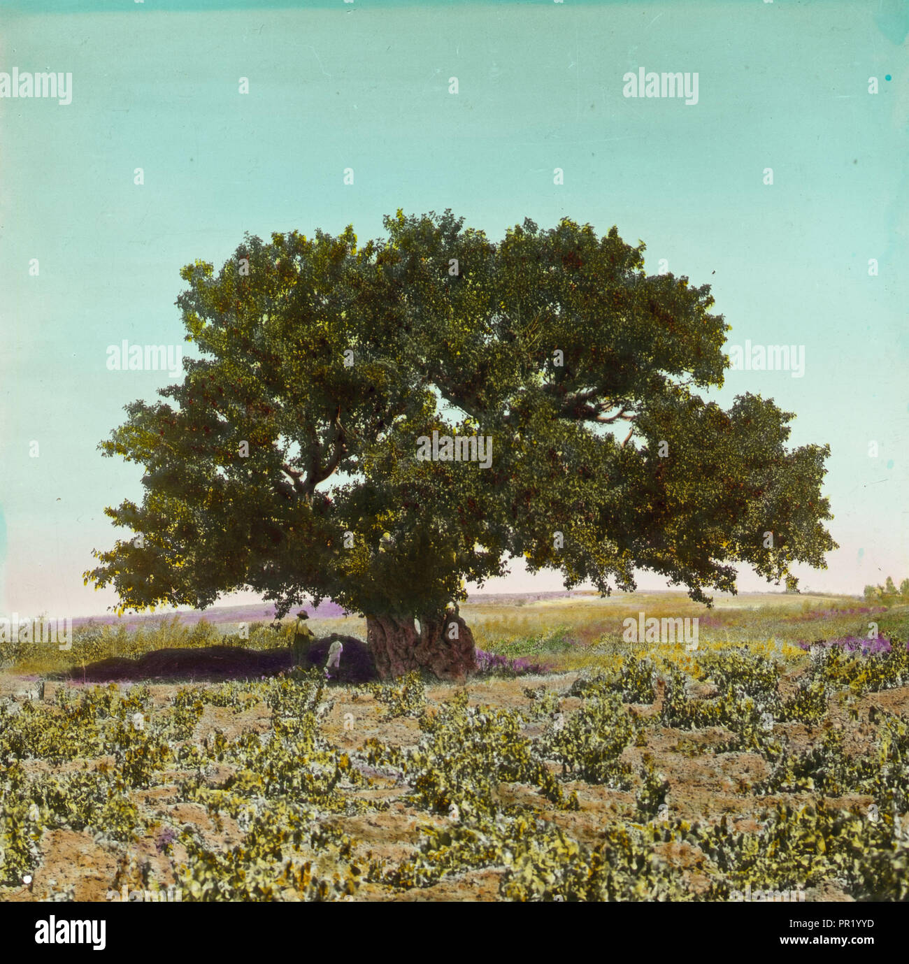 Sycomore hi-res stock photography and images - Alamy