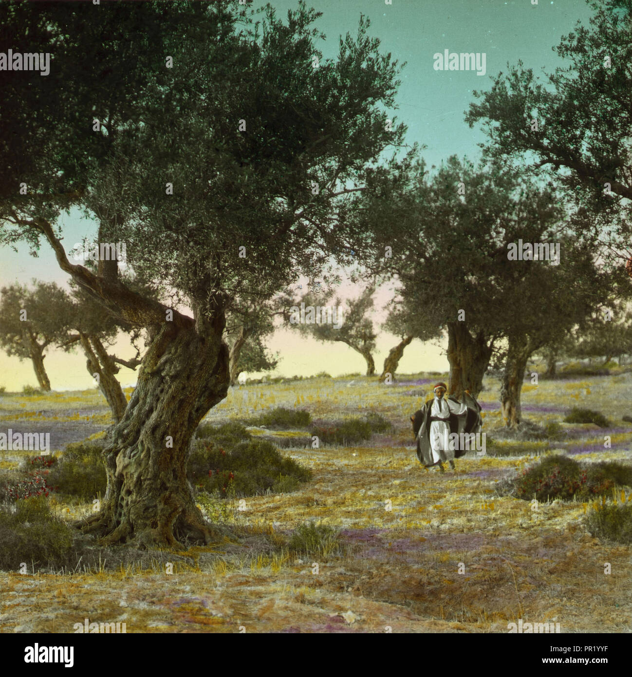Trees and shrubs, Old olive trees (Olea europaea L.). 1925, Middle East ...