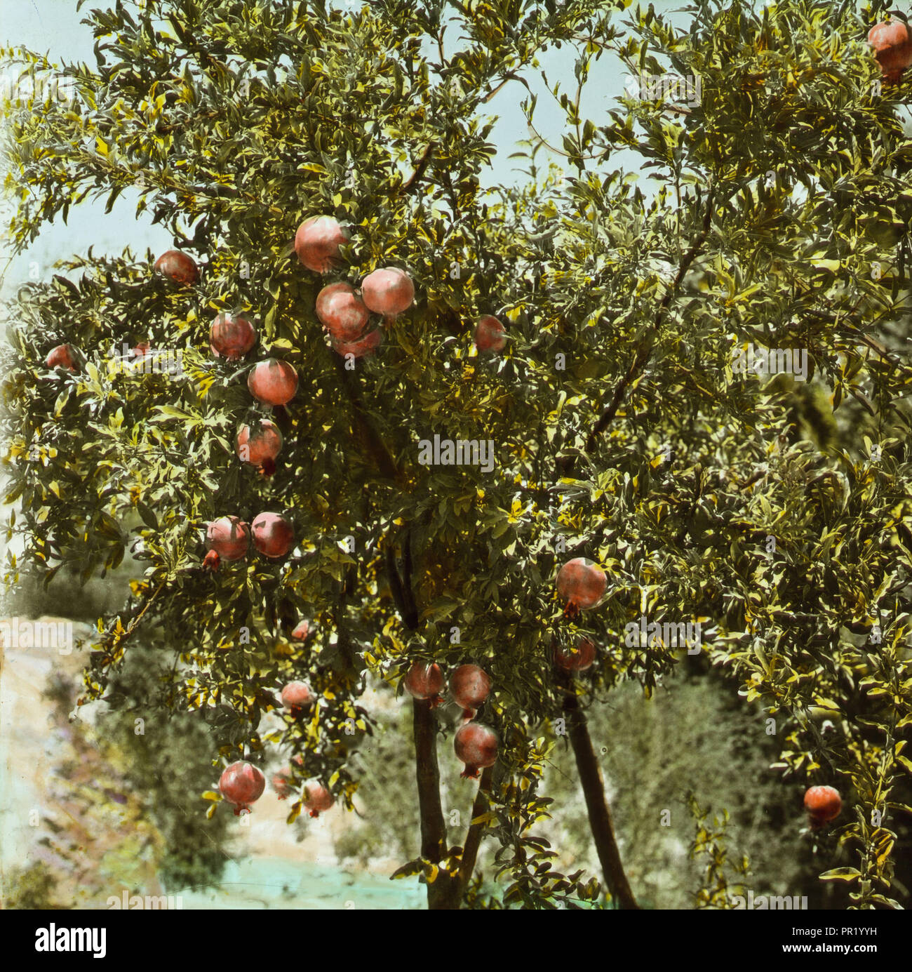 Trees and shrubs Pomegranate tree in fruit. 1925, Middle East, Israel ...