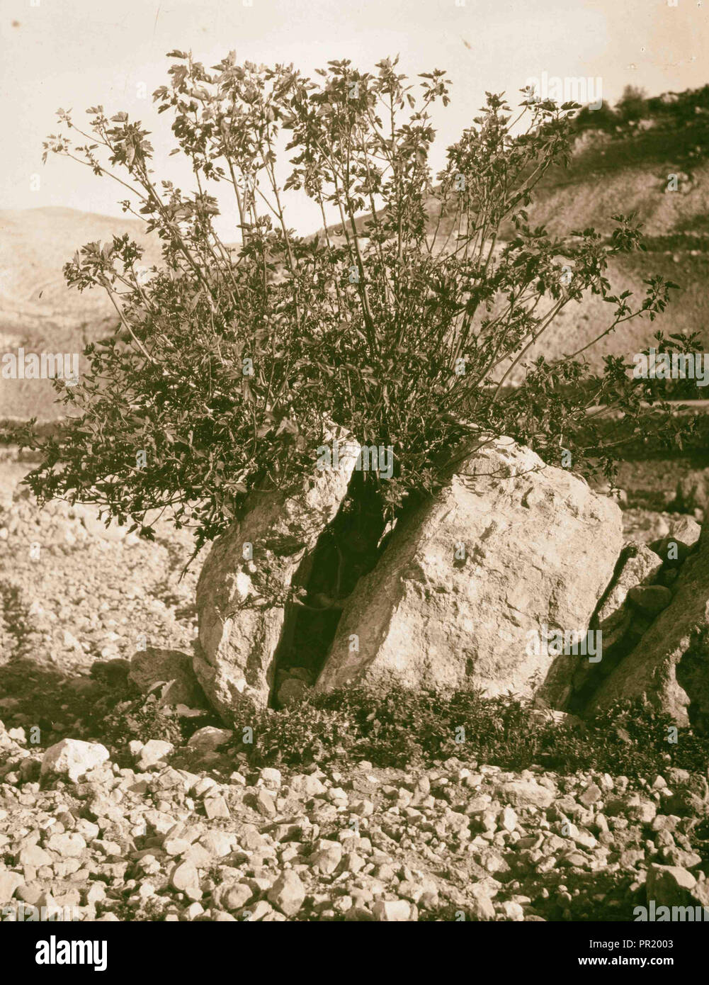 Tree splitting rock hi-res stock photography and images - Alamy