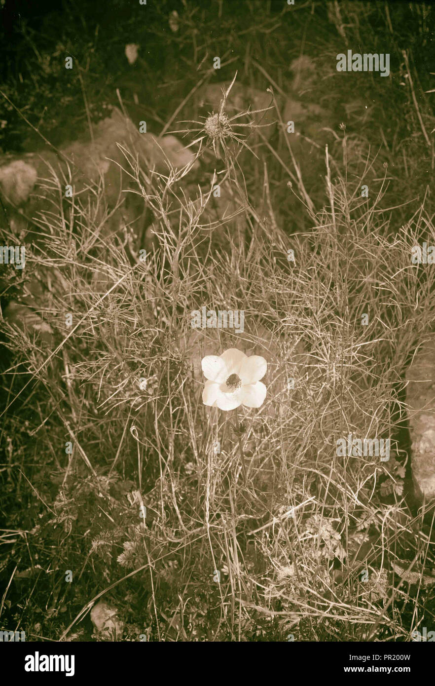 Wild flowers palestine hi-res stock photography and images - Alamy