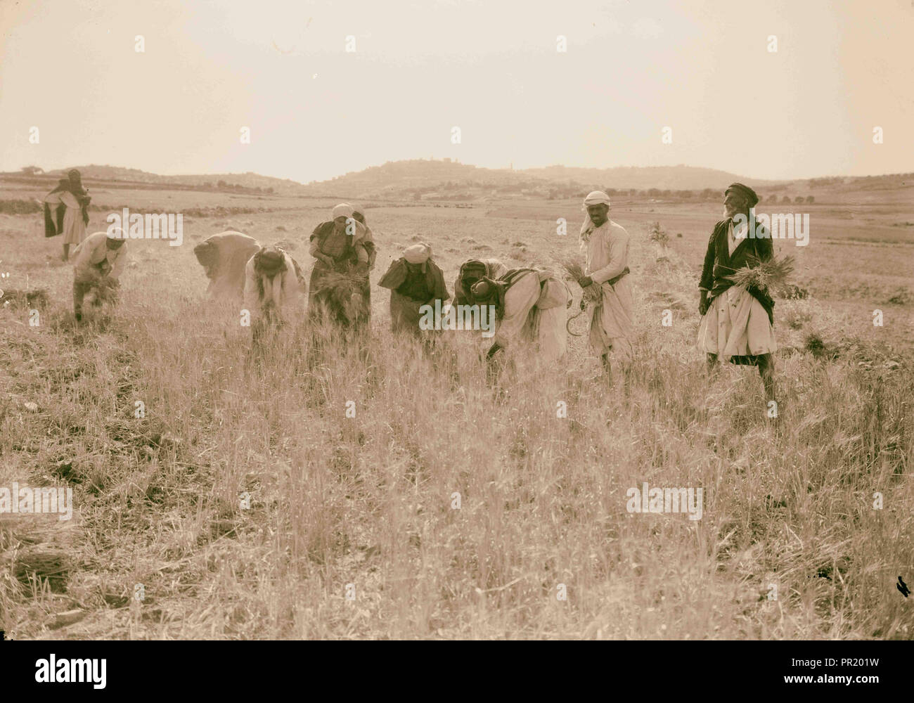 People harvesting in field. 1925, Middle East, Israel and/or Palestine ...