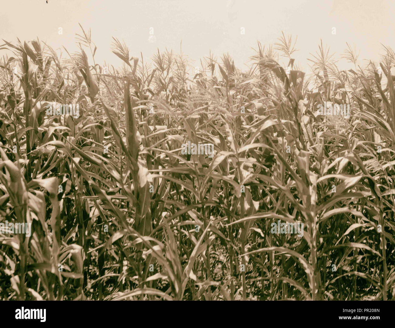 Agriculture in Egypt. Maize, Indian corn. (Zea Mays). Luxuriant growth ...