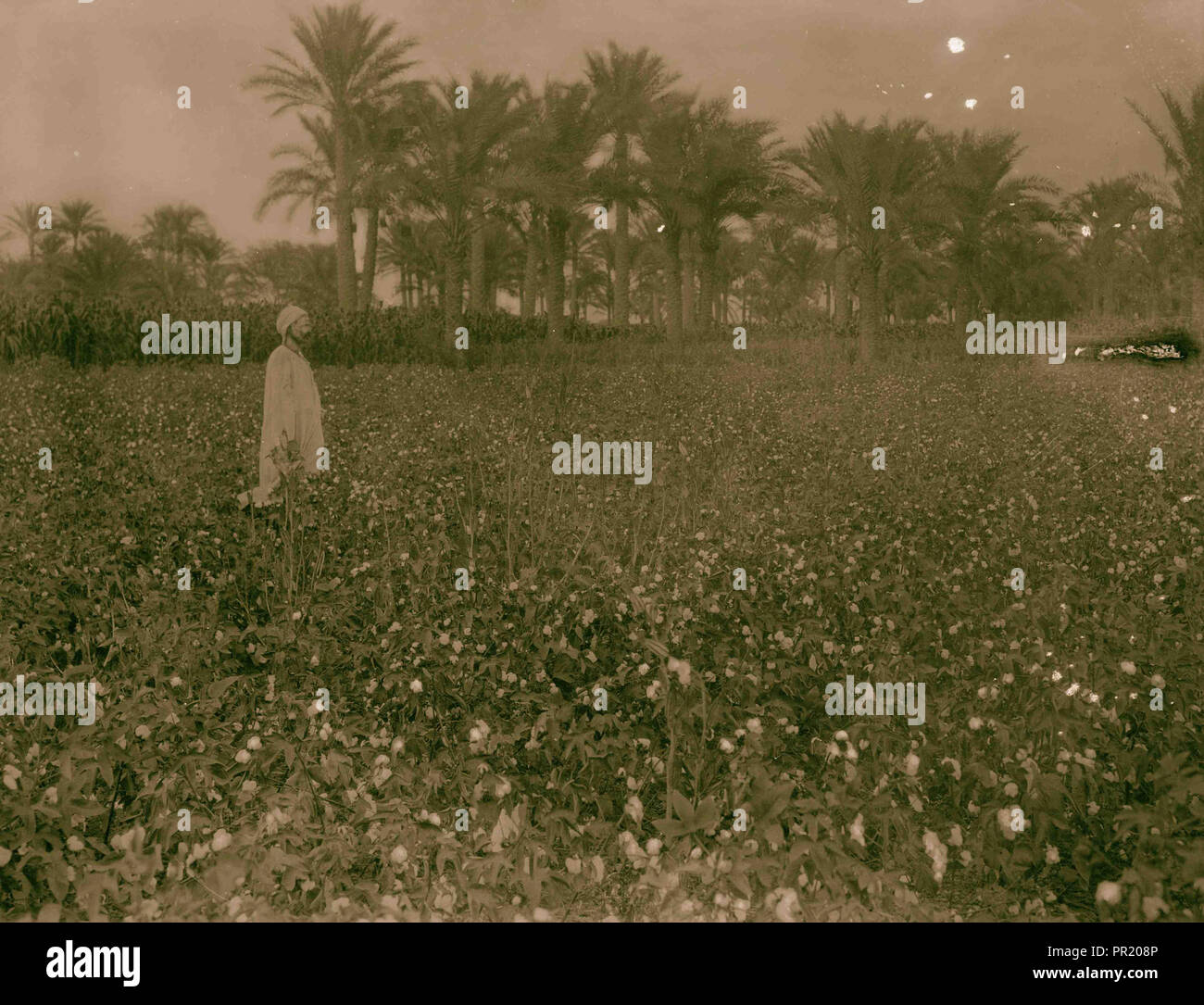 Agriculture in Egypt. Egyptian cotton. (Gossypium Peruvianum). Field of ...