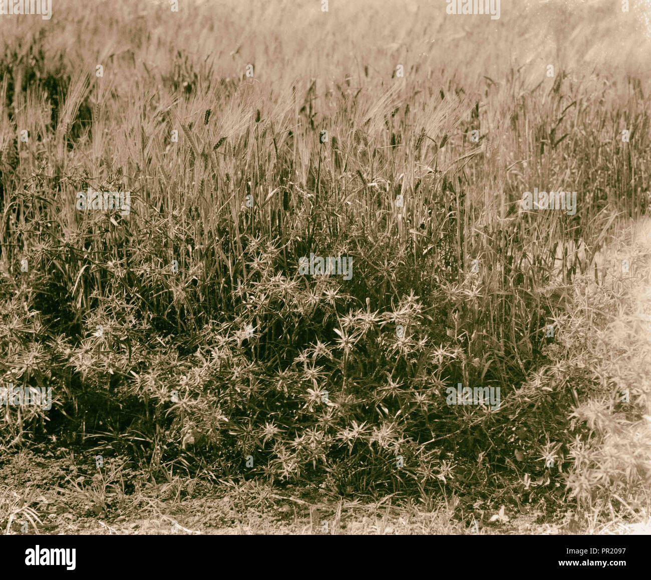 Some seed fell among thorns. 1934, Middle East, Israel and/or Palestine ...
