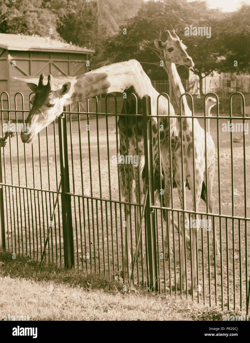 Cairo egypt zoo hi-res stock photography and images - Alamy