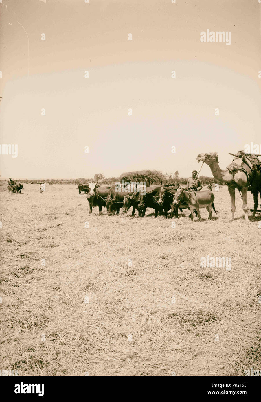 Threshing with cattle. 1900, Israel Stock Photo - Alamy