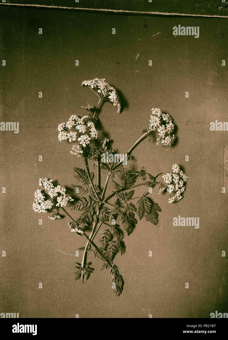 Wild flowers of Palestine. Poison hemlock (Conium maculatum L). 1900 ...