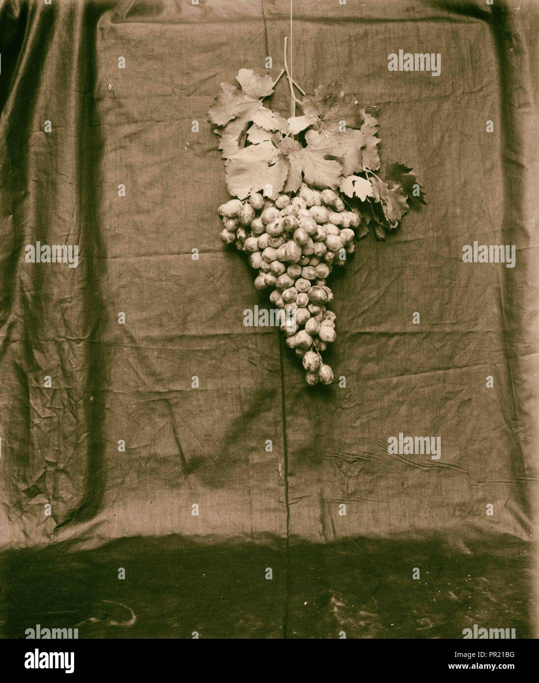 Trees and shrubs. Bunch of grapes. 1900, Israel Stock Photo - Alamy