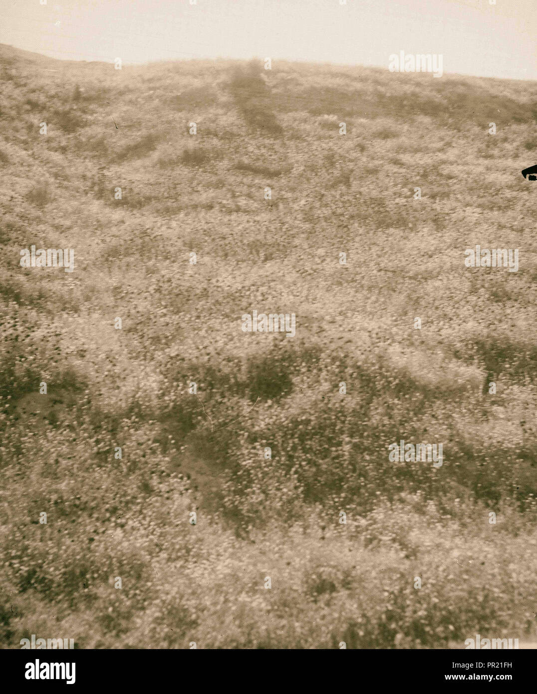 Poppy field in Trans-Jordan, Wady Shaib, near Amman, April 19, 1935 ...
