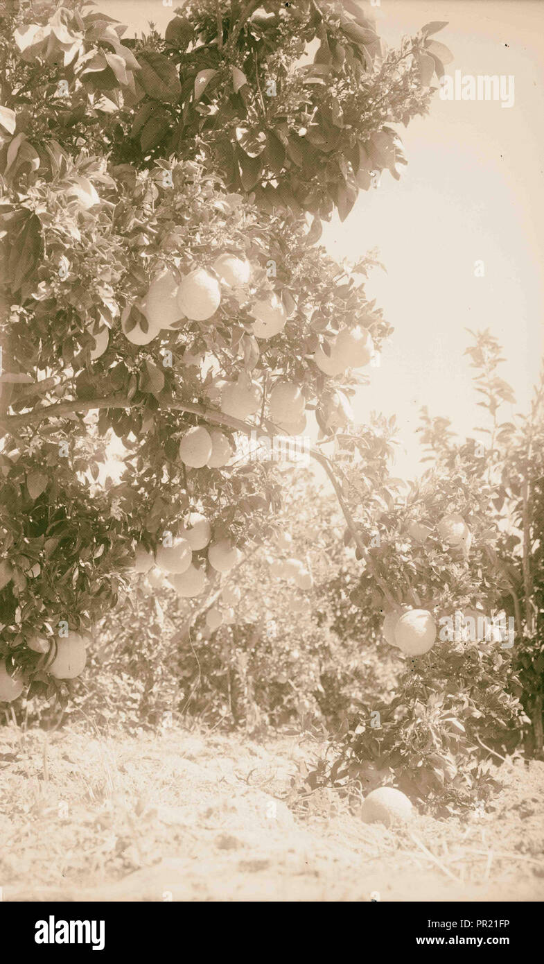 Orange tree, near Amman, April 19, 1935. 1935, Jordan, Amman Stock ...