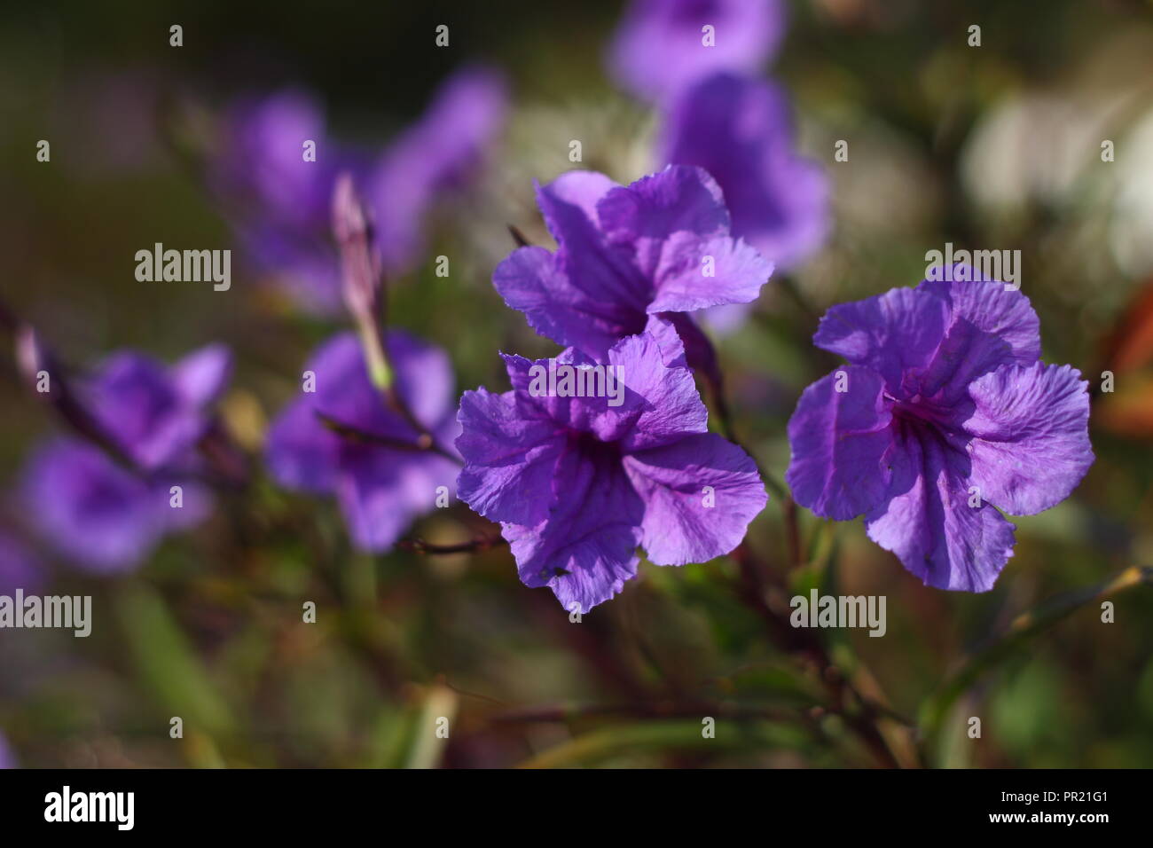 Beautiful flowers blooming in the garden, Bodrum Turkey Stock Photo - Alamy