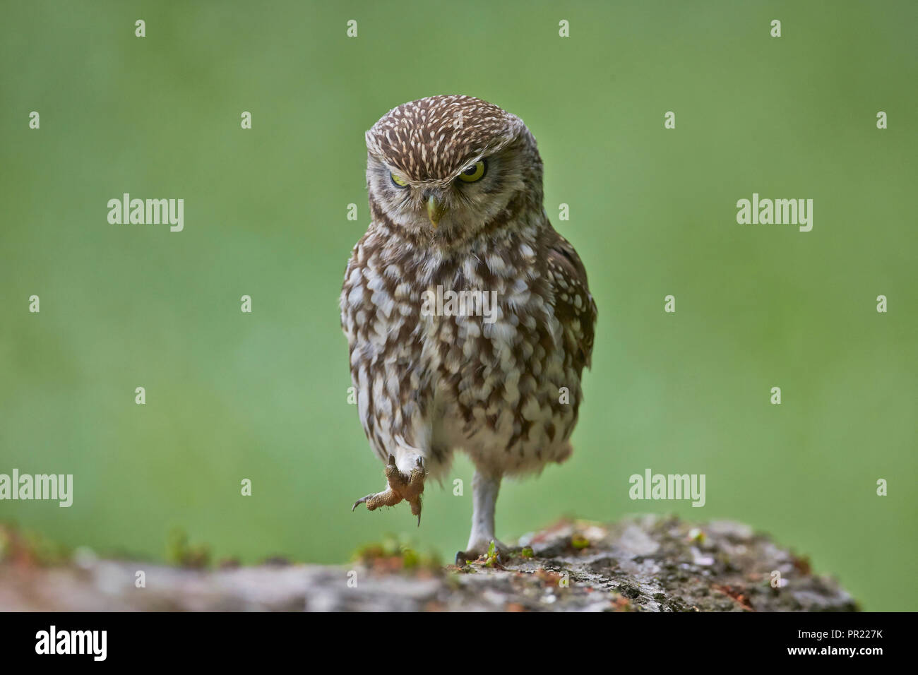 Angry Little Owl, Athene noctua, scowling and frowning whilst marching ...