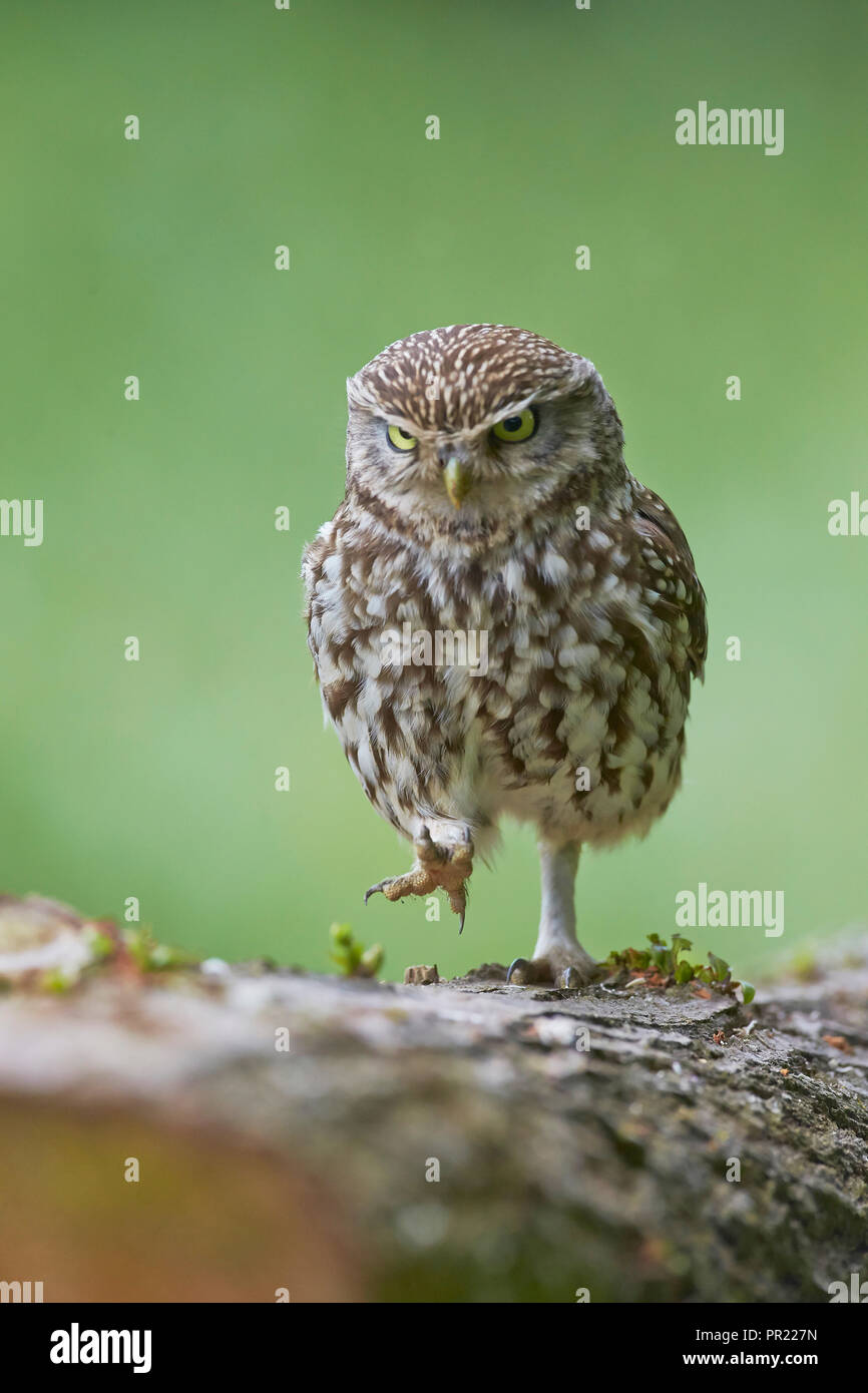 Angry Little Owl, Athene noctua, scowling and frowning whilst marching ...