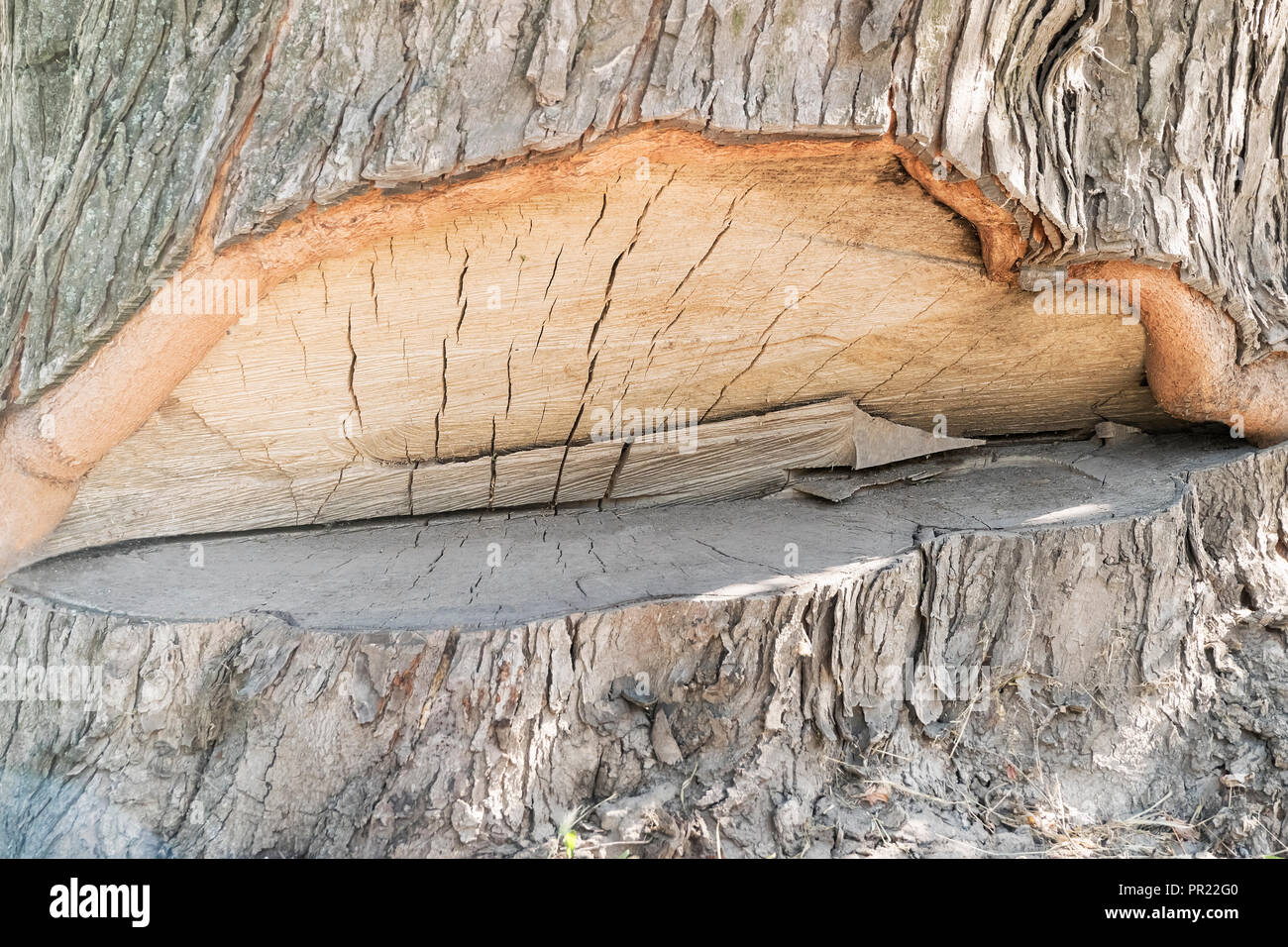 Incision blade hi-res stock photography and images - Alamy