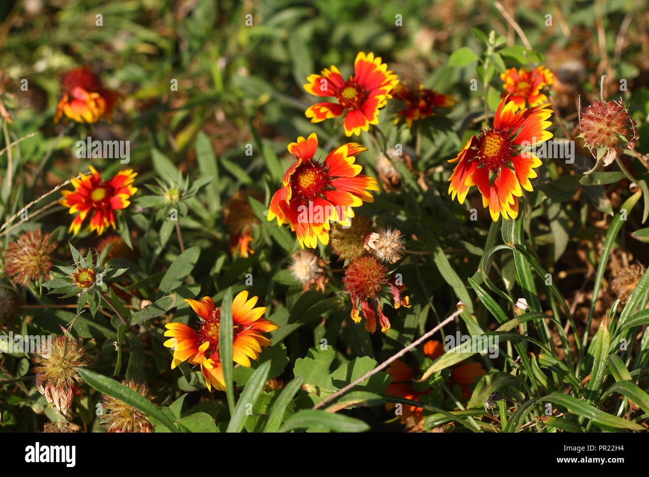 Beautiful flowers blooming in the garden, Bodrum Turkey Stock Photo - Alamy
